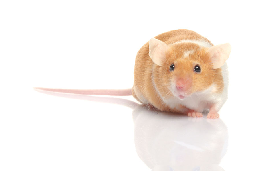 Top 6 Famous Fictional Mice top-6-famous-fictional-mice